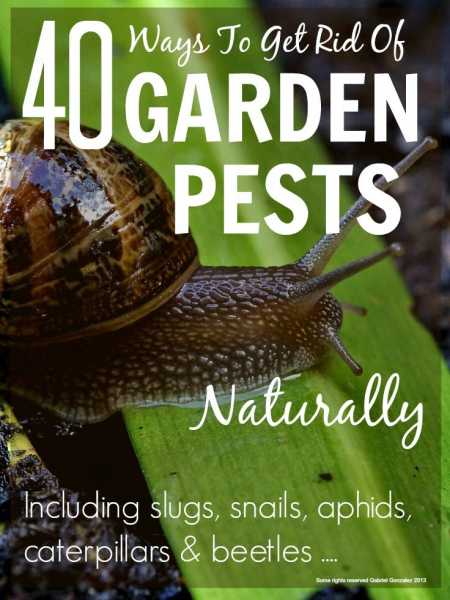 40 Ways To Get Rid Of Garden Pests Naturally – Home and Garden