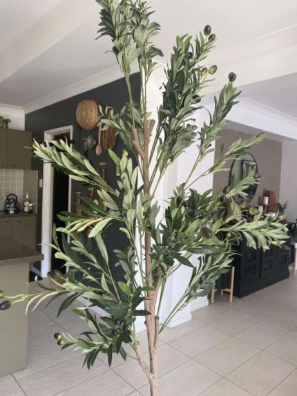 I Found the Best Cheap Olive Tree on Temu—Here’s Why It’s Worth Every ...